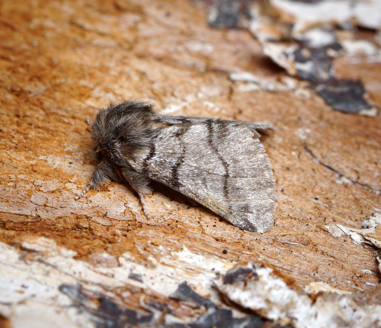 Toxic oak moth threatens UK trees after failure to control its spread ...