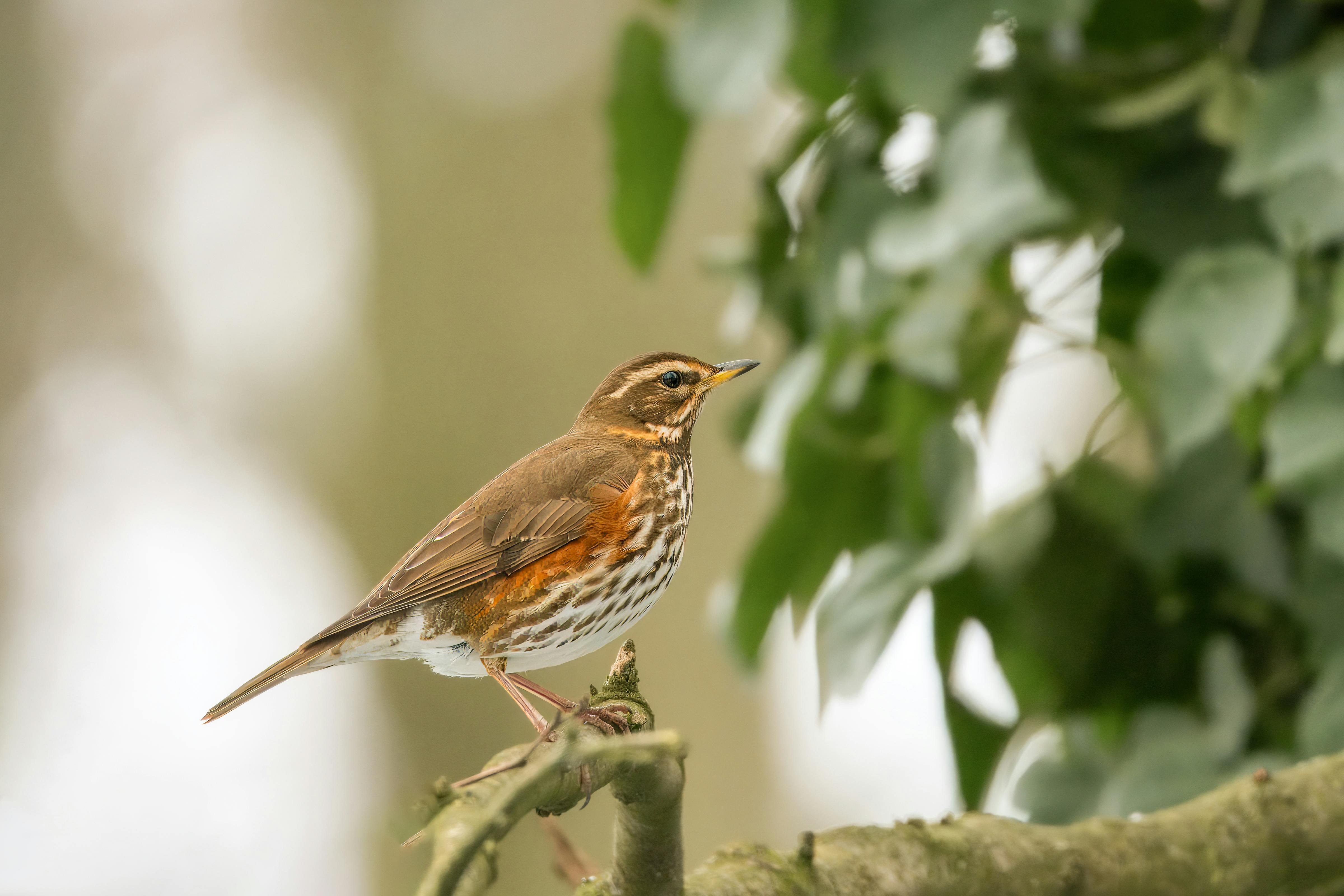 How to identify the UK’s thrushes, including two special winter ...